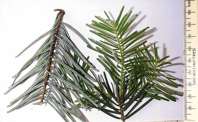 Needle or scale-like leaves