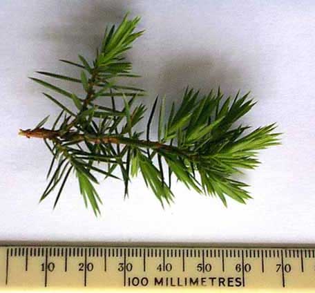 Needle or scale-like leaves