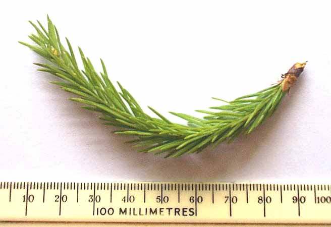 Needle or scale-like leaves