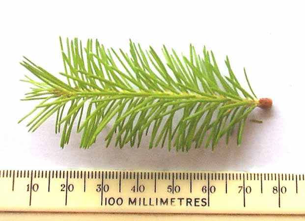 Needle or scale-like leaves