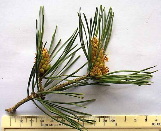 Needle or scale-like leaves