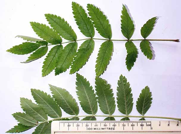 Mountain-ash