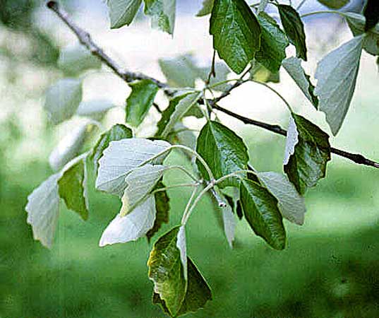 white leaf tree uk