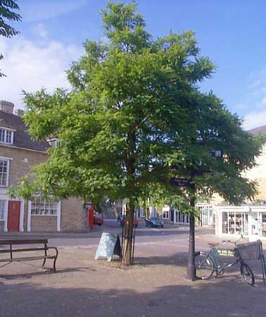 false acacia tree problems