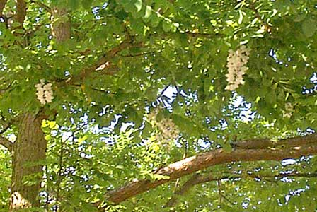 false acacia tree problems