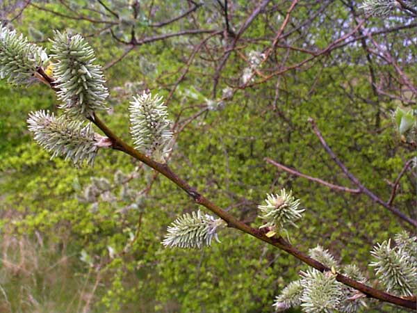 willow identification uk