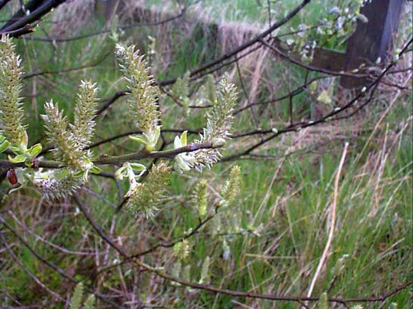 grey willow leaves