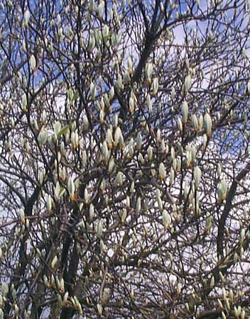 whitebeam tree identification