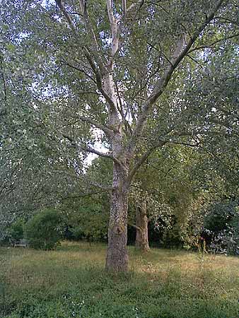 White Poplar