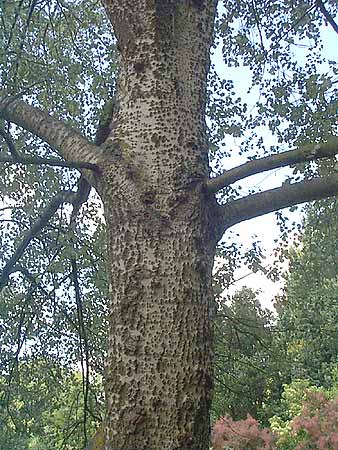 poplar tree bark
