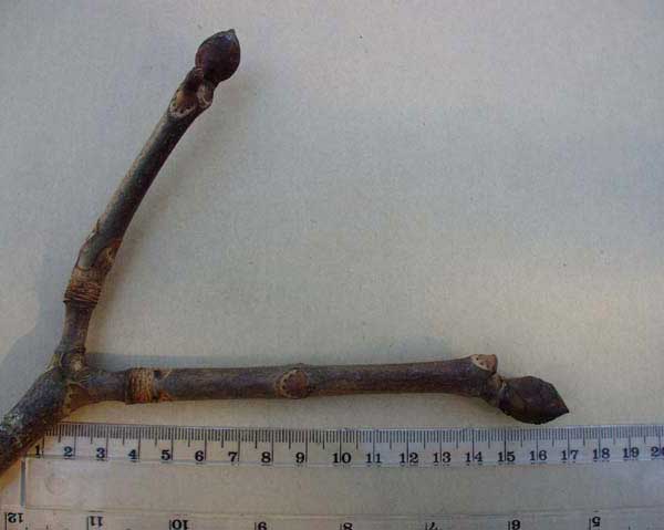 Horse-chestnut